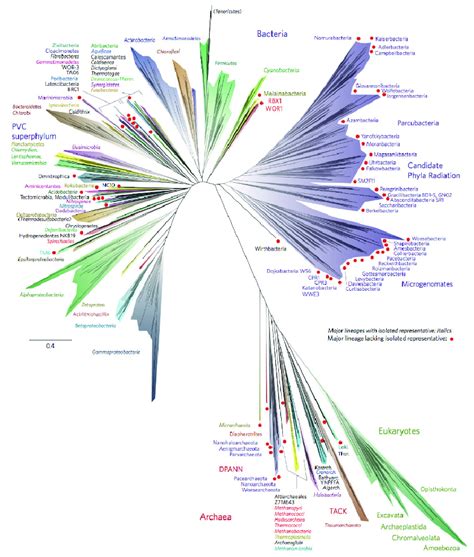 Ncbi Taxonomy To Include New Phylum Rank In Taxonomic Names Download