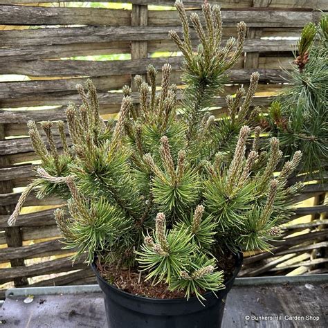 Pinus Mugo Ophir 5l Bunkers Hill Plant Nursery