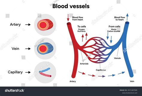 Types Blood Vessels Circulate Blood Throughout Stock Vector Royalty