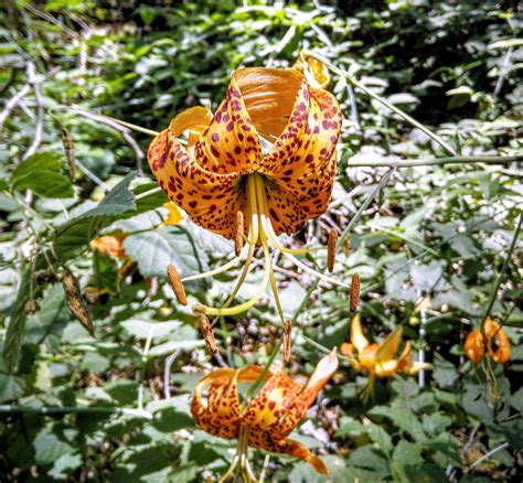 Humboldt Lily