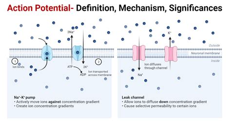 Action Potential Diagram Synapse
