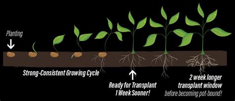 Download Plant Growth Stagesand Transplanting Timeline