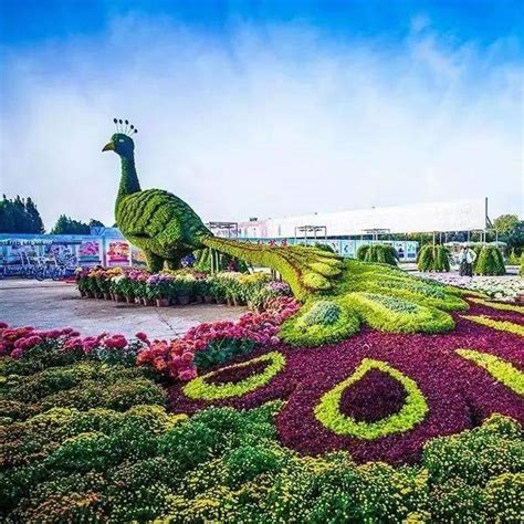 【9月28日本周三】光影中国网”南召欢乐谷首届金秋菊展“拍摄活动召集南阳市菊花七彩