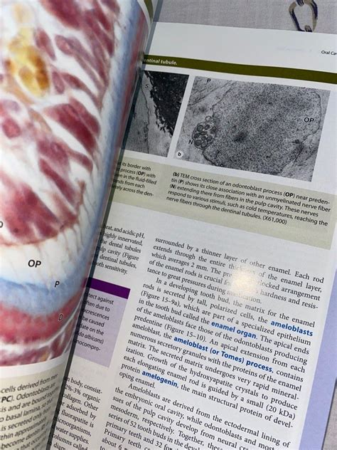 Junqueiras Basic Histology Text And Atlas 16th Edition Hobbies And Toys