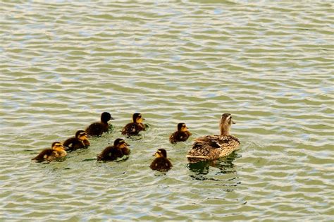 Premium Photo Anas Platyrhynchos The Mallard Mallard Or Collared