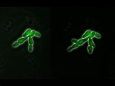 Towards Programmable Cell Pattern Formation Research Communities By