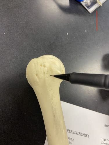 Anatomy Lab Quiz Appendicular Skeleton Flashcards Quizlet