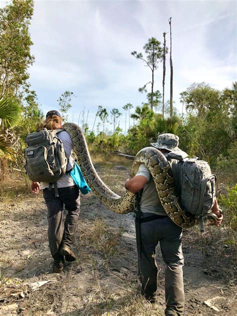 Pounds Of Burmese Python Removed Conservancy Of Southwest Florida