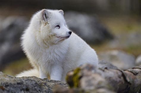 Graceful Arctic Fox In Landscape Wallpaper Background Free Download