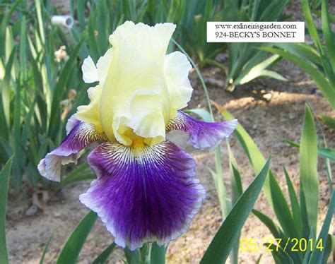 Beckys Bonnet Tall Bearded Iris Tb Exline Iris Garden