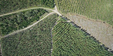 Forestry — Ninox Robotics