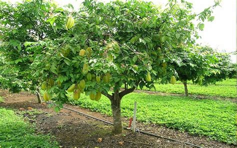 Cây Khế Chua Và Cây Khế Ngọt Khác Nhau Như Thế Nào