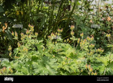 Close Up Of The Wilted Flowers Of Geranium Pratense With Fruits With