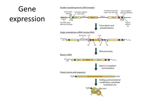 Ppt Rna Seq Library Prep Introduction Powerpoint Presentation Free