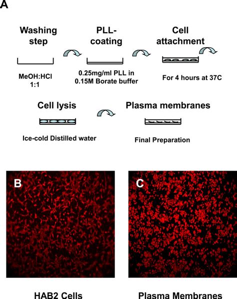 Plasma Membrane Isolation Download Scientific Diagram