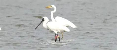 不要太漂亮哦！海南这个地方珍稀鸟类频繁来“做客”白翅浮昌江湿地