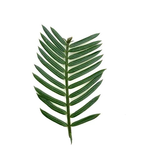 Bonsai Identification Guide How To Tell