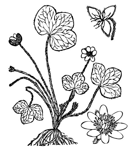 Flowers Clipart Coloring Page Free Stock Photo Public Domain Pictures