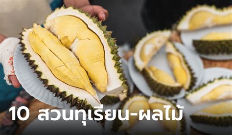 10 สวนบุฟเฟ่ต์ทุเรียน สวนผลไม้ระยอง จันทบุรี 2567 เต็มอิ่มทั้งฤดูกาล