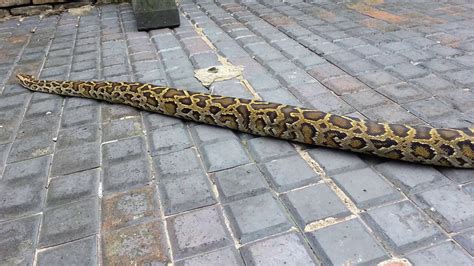 Burmese Python Youtube