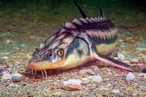 Chondrostean Characteristics And Facts Britannica