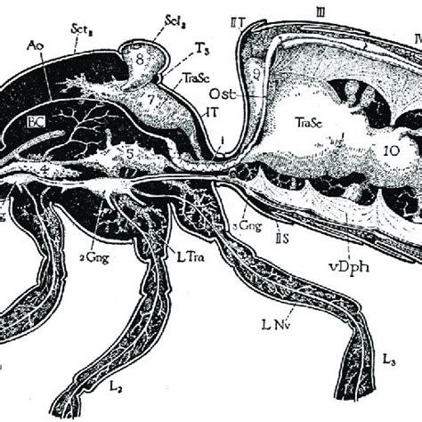 Honeybee Internal Anatomy By Snodgrass 1936 Reprinted From Anatomy
