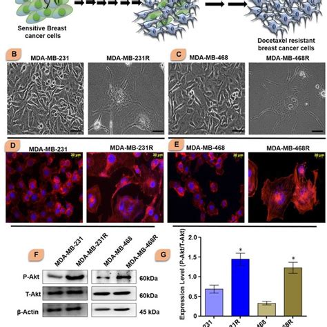 Western Blot Analysis Of Apoptosis Related Proteins A Western Blot