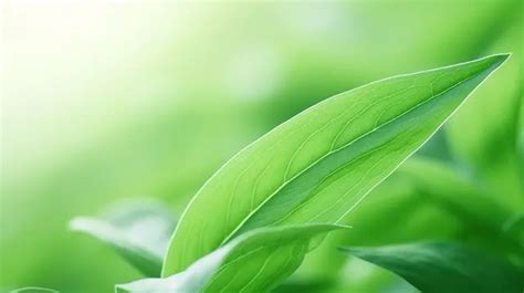 Gentle Green Leaf Texture Background With A Soft Focus Blur A Natural