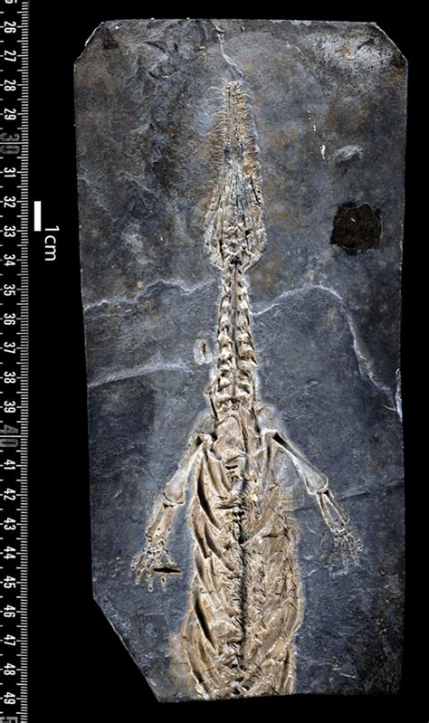 Mesosaurus And The Bhm 999 Specimen