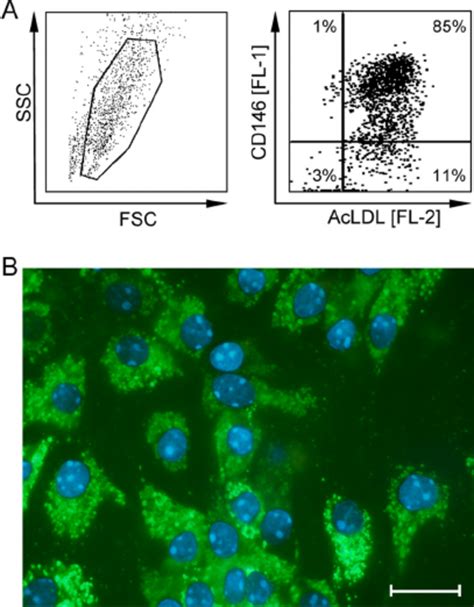 Functional Analysis Of Lsecs A Immunomagnetically Enriched Ex Vivo Download Scientific
