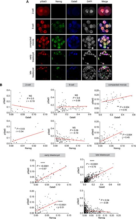 Figure 2 From Lif Supports Primitive Endoderm Expansion During Pre Implantation Development
