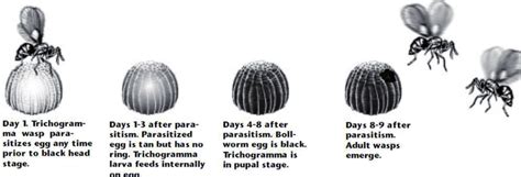 Life Cycle Of The Moth Egg Parasitoid Trichogramma Developing On The