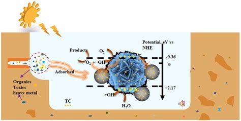 Possible Mechanism Of TC On The Surface Of 2 CSs Bi2WO6 Composite