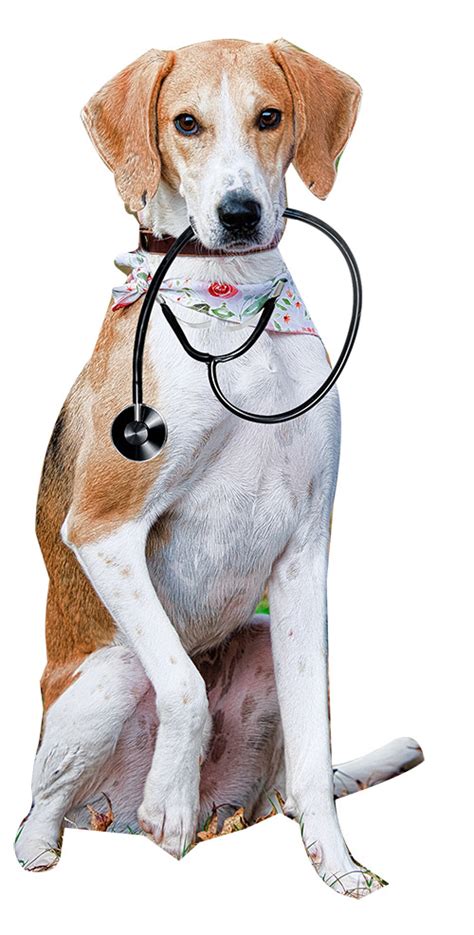 Bayleaf Veterinary Care An Accredited Member Of The American Animal