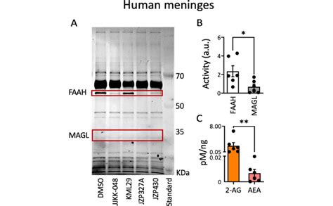 Competitive Gel Based Abpp Reveals High Faah Over Magl Activity In