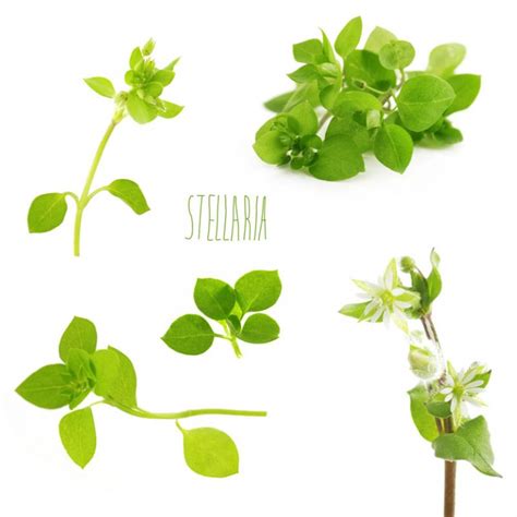 Common Chickweed Protec Pest Control Services