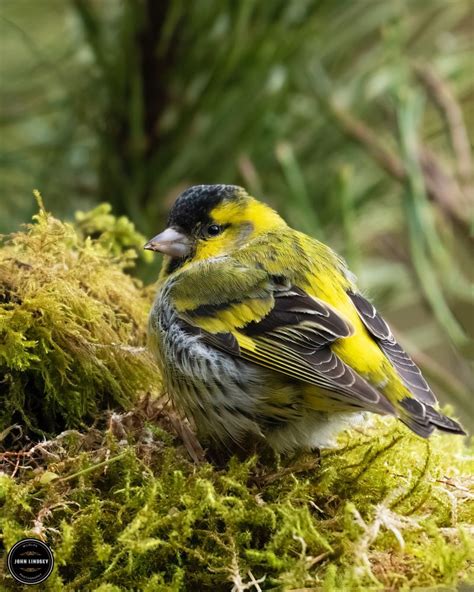 Bbcwildlifepotd Bbccountryfilemagpotd Siskinappreciation Naturelovers Birdwatching John