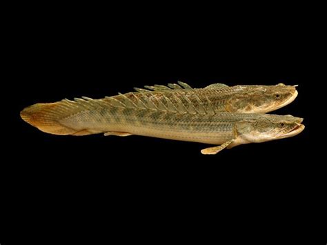 The Fascinating World Of Saddled Bichir A Comprehensive Guide