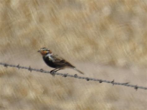 Ebird Checklist 21 Apr 2023 Pawnee National Grassland Grover Us Co