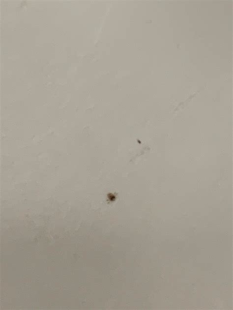 Is This A Bed Bug Or Lice R Bedbugs