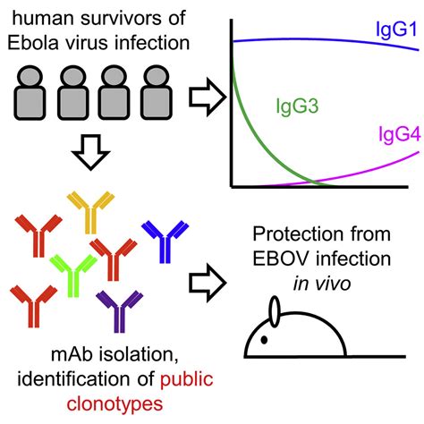 Longitudinal Analysis Of The Human B Cell Response To Ebola Virus