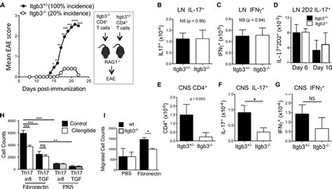Integrin B3 Is Required For Accumulation Of Th17 Cells In Cns Itgb3 ÀÀ