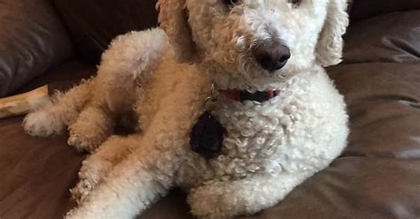 Senior Cockapoo Album On Imgur