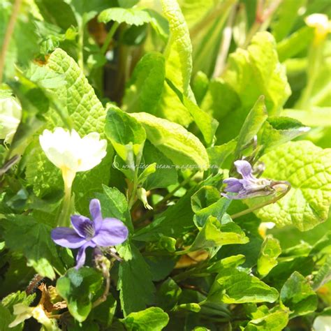 Devon Violet Ice Cream And Chocolates Ice Cream Magazine