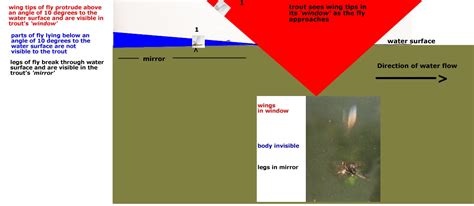 How Does A Trout Catch A Fly