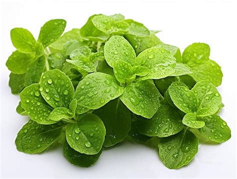 Premium Ai Image Adorned With Fresh Oregano Leaves On White