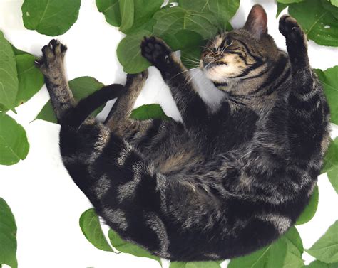 Assessing The Safety And Suitability Of Using Cat Attracting Plants For