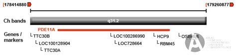 Pde11a Phosphodiesterase 11a