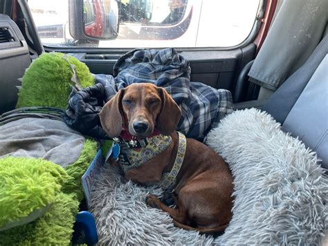 Izzy Bee And Izzy Bee And Daddy Take Over The World