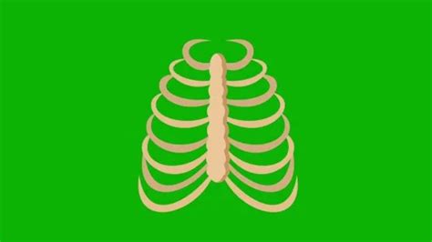 Spine Cartoon Stock Videos Royalty Free Hd And 4k Videos Pond5